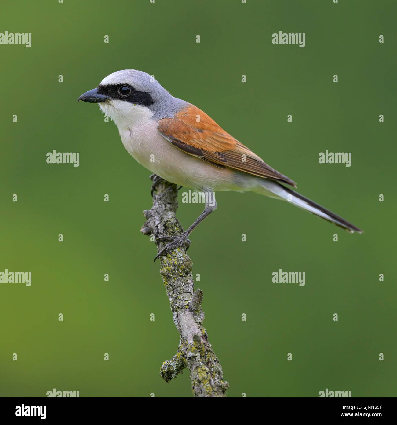 Red-backed Shrike (Lanius collurio), male, on a branch overgrown with lichen, biosphere reserve ...