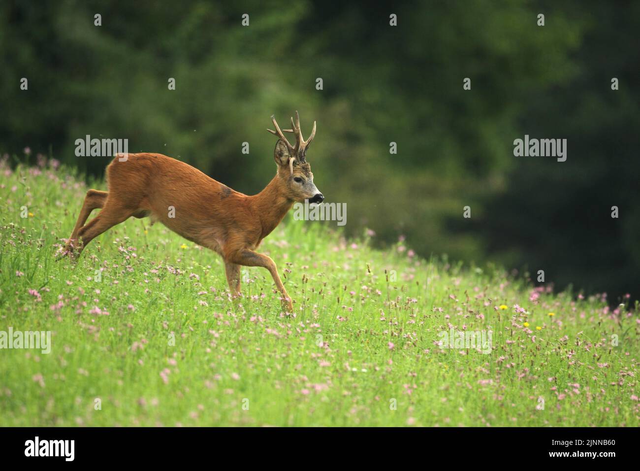 European roe deer (Capreolus capreolus) strong, abnormal buck jumps ...