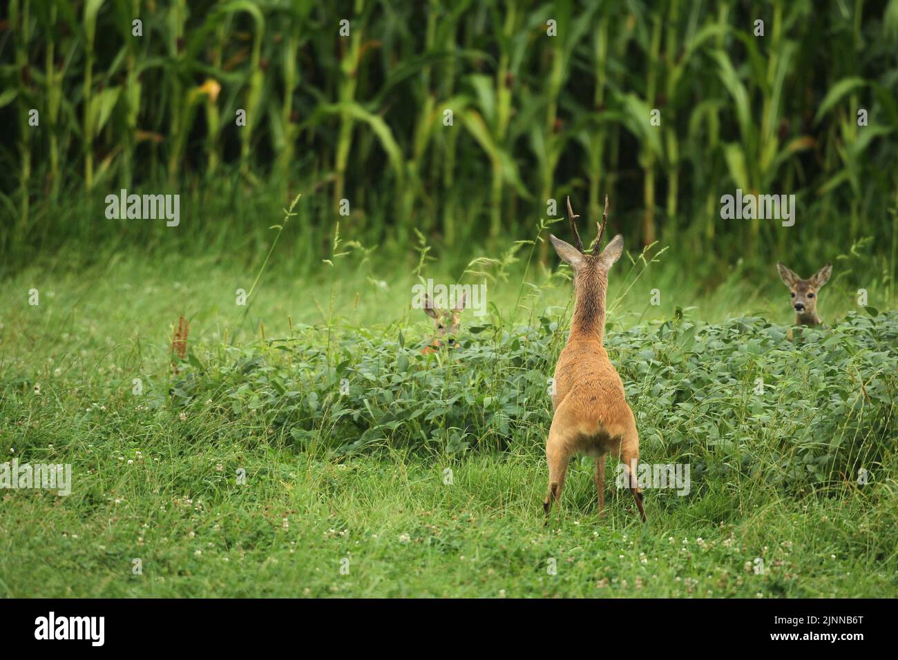 European roe deer (Capreolus capreolus) buck peeing in the meadow, two ...