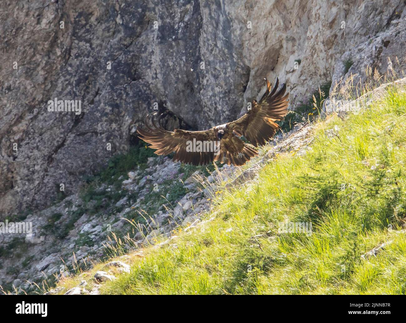 Juvenile bearded vulture (Gypaetus barbatus), Berchtesgaden, Bavaria ...