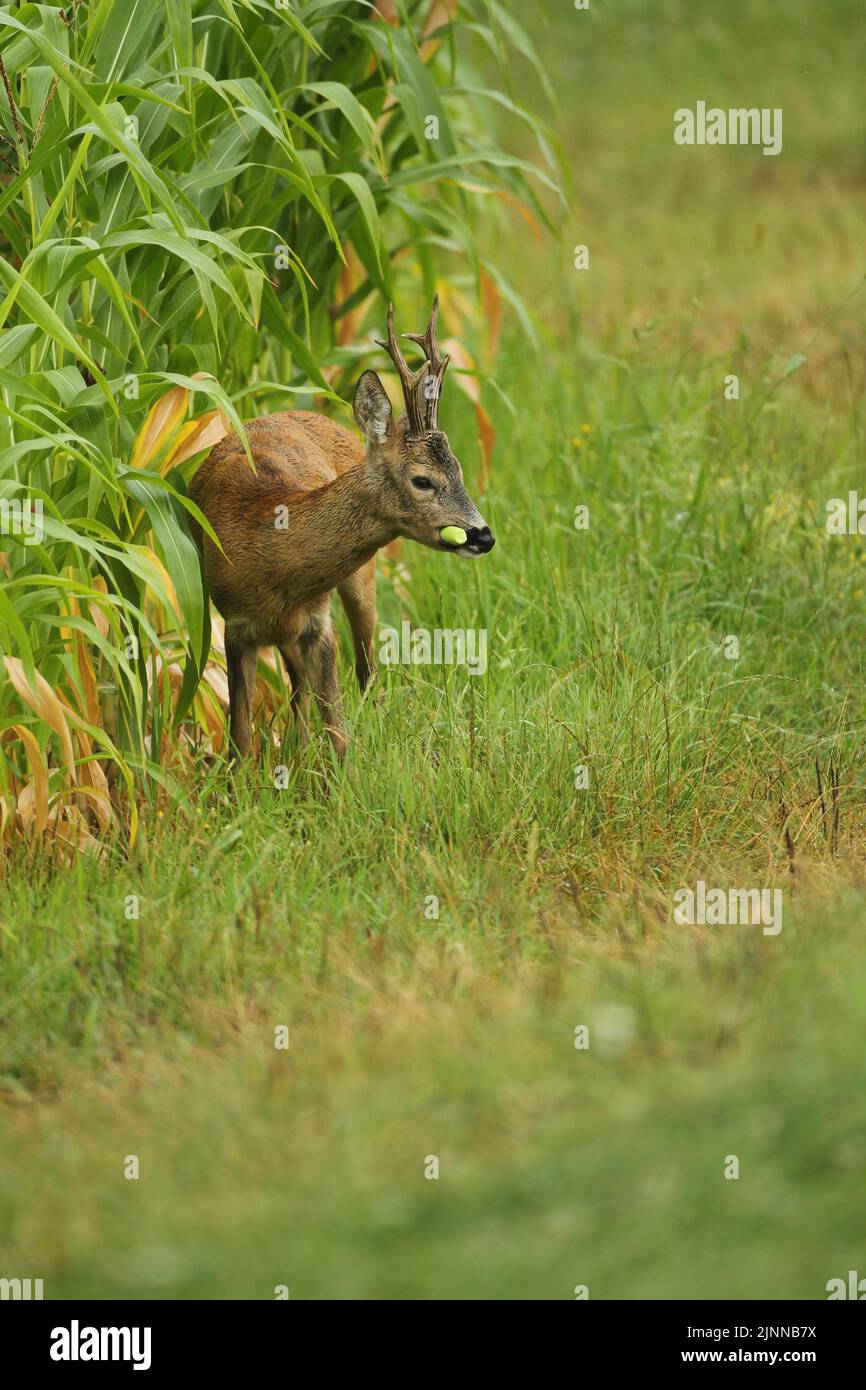 European roe deer (Capreolus capreolus) buck feeding on maize field ...