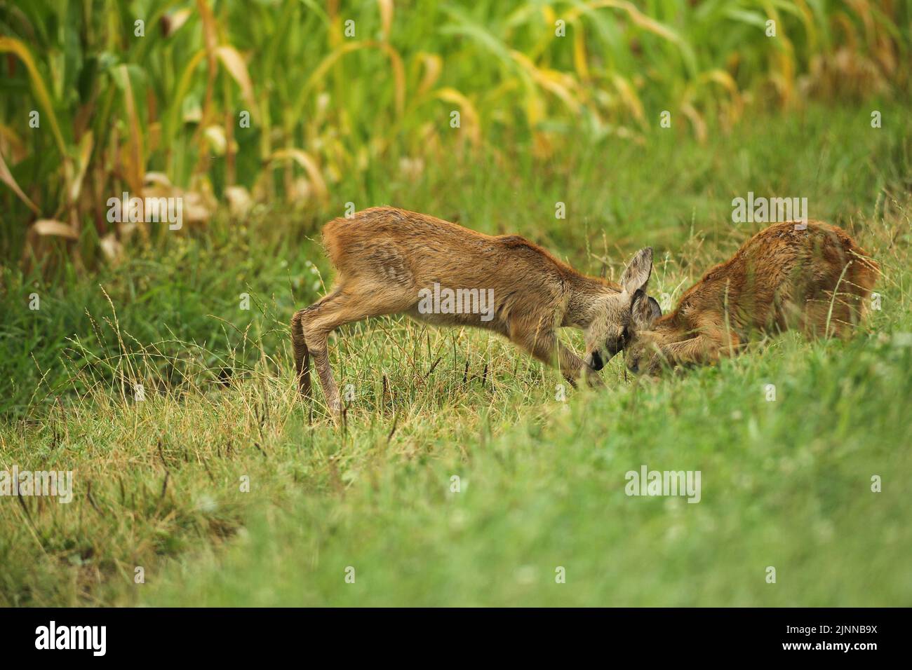 European roe deer (Capreolus capreolus) fawns playing in the summer ...