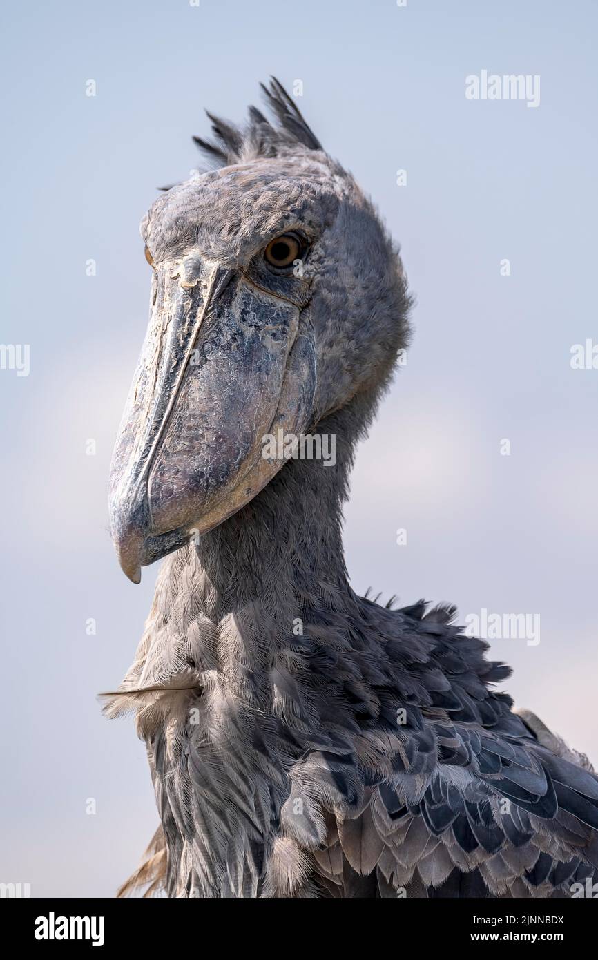 Shoebill (Balaeniceps rex), also Abu Markub, animal portrait, Bangweulu ...