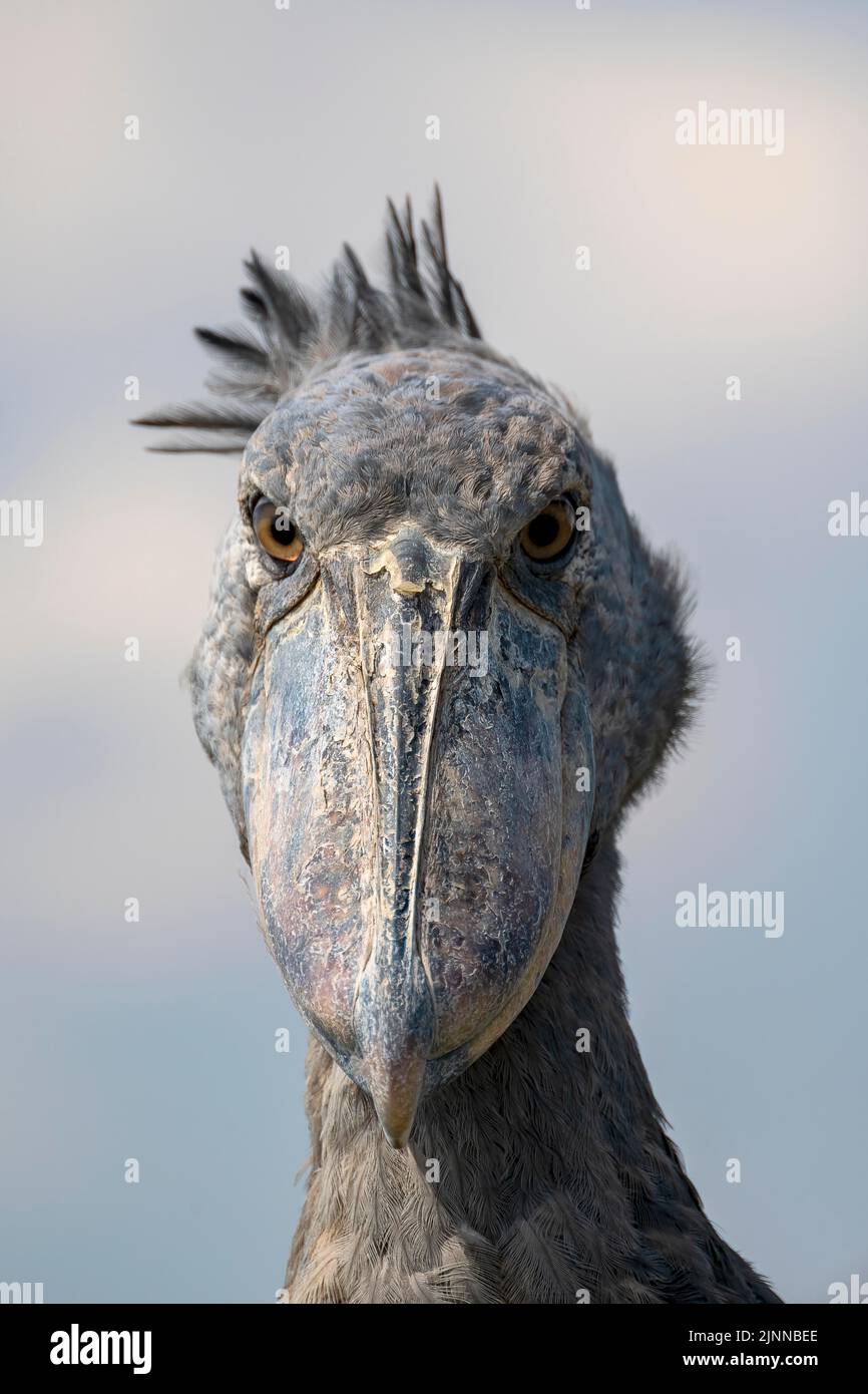Shoebill (Balaeniceps rex), also Abu Markub, animal portrait, Bangweulu ...