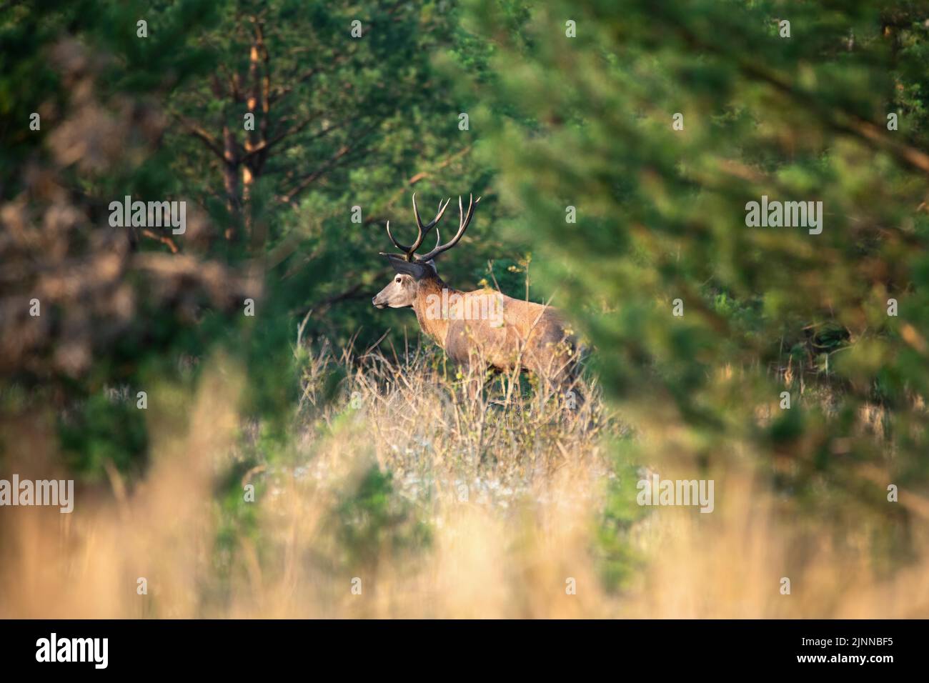 Red deer (Cervus elaphus), male animal in the rut in a clearing ...