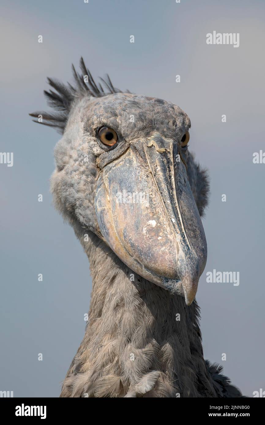 Shoebill (Balaeniceps rex), also Abu Markub, animal portrait, Bangweulu ...