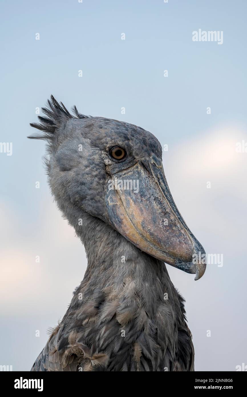 Shoebill (Balaeniceps rex), also Abu Markub, animal portrait, Bangweulu ...
