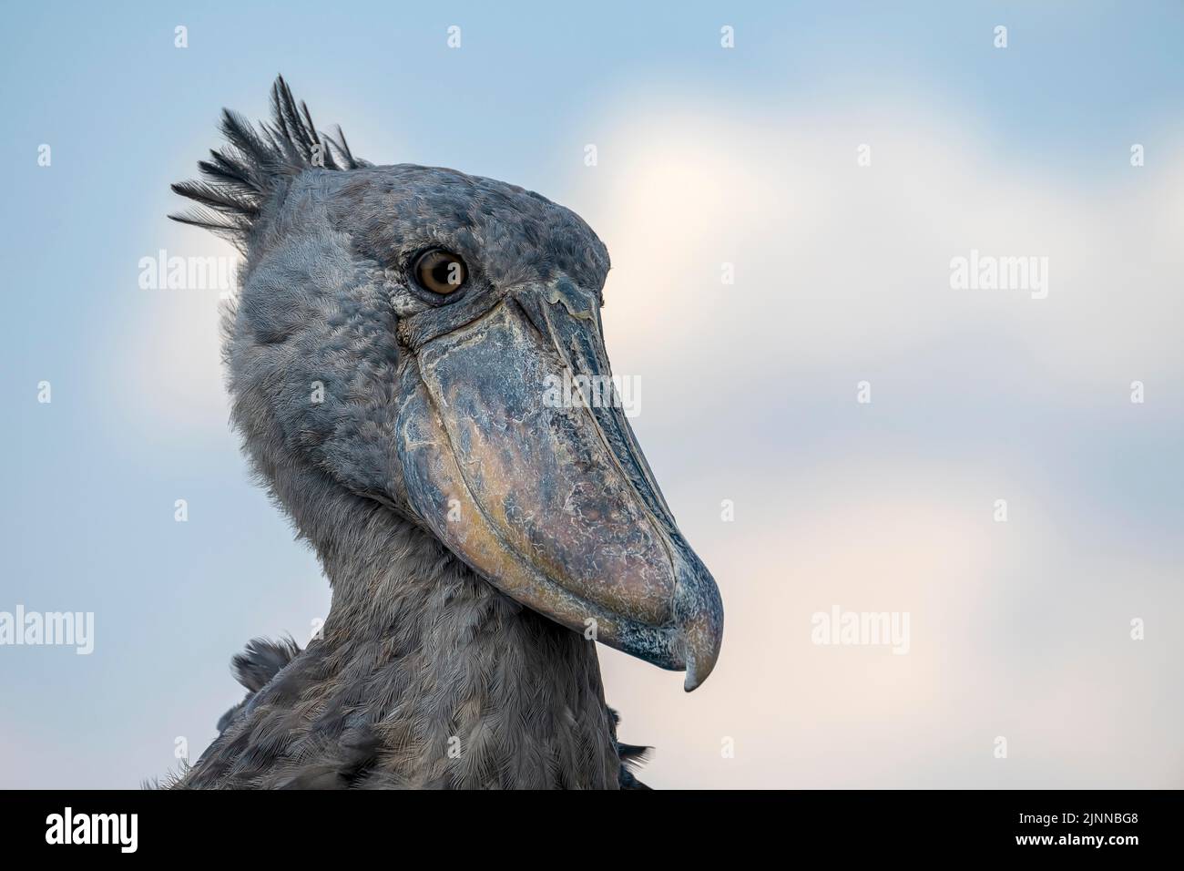 Shoebill (Balaeniceps rex), also Abu Markub, animal portrait, Bangweulu ...
