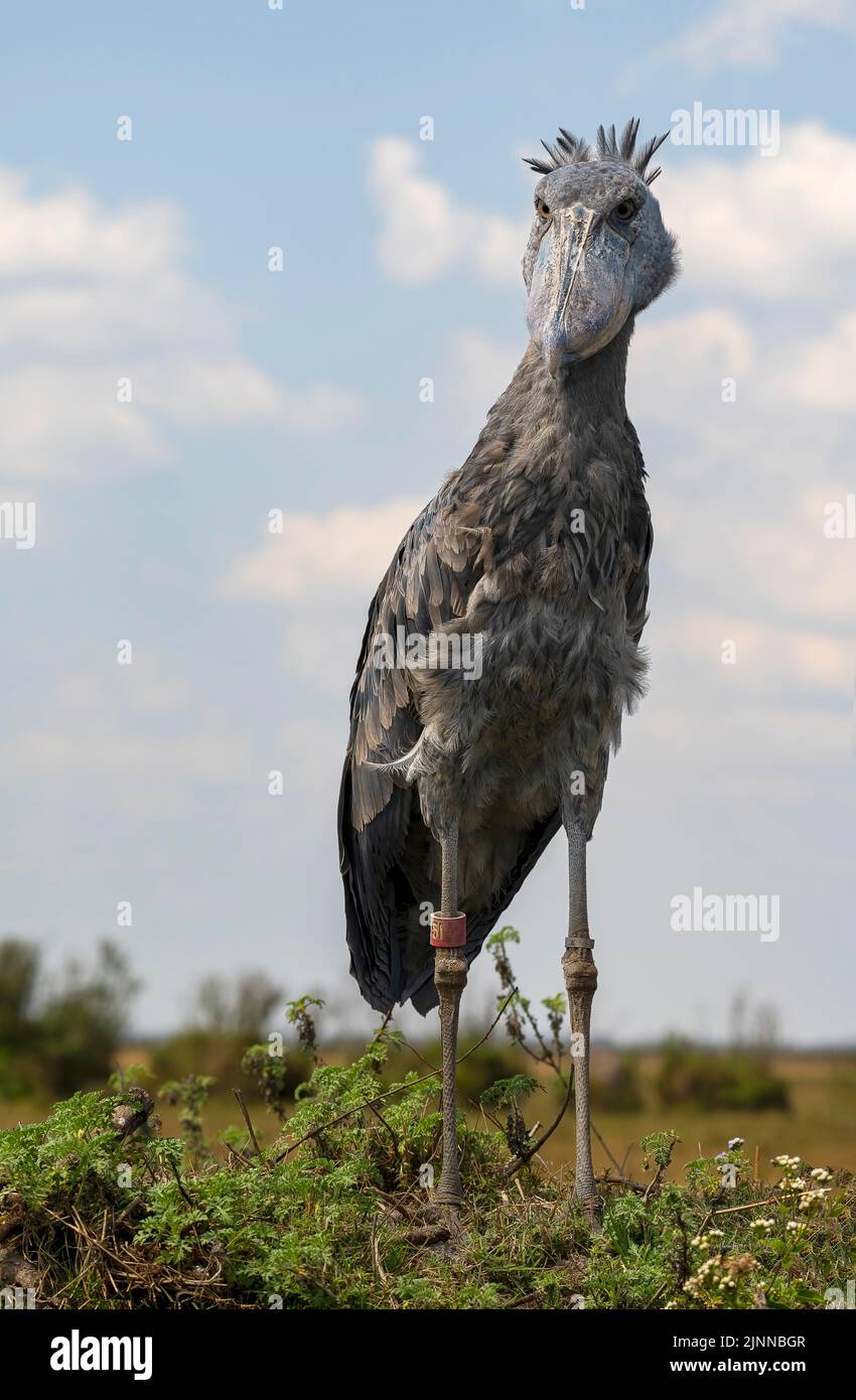 Shoebill (Balaeniceps rex), also Abu Markub, Bangweulu Swamps, Zambia ...