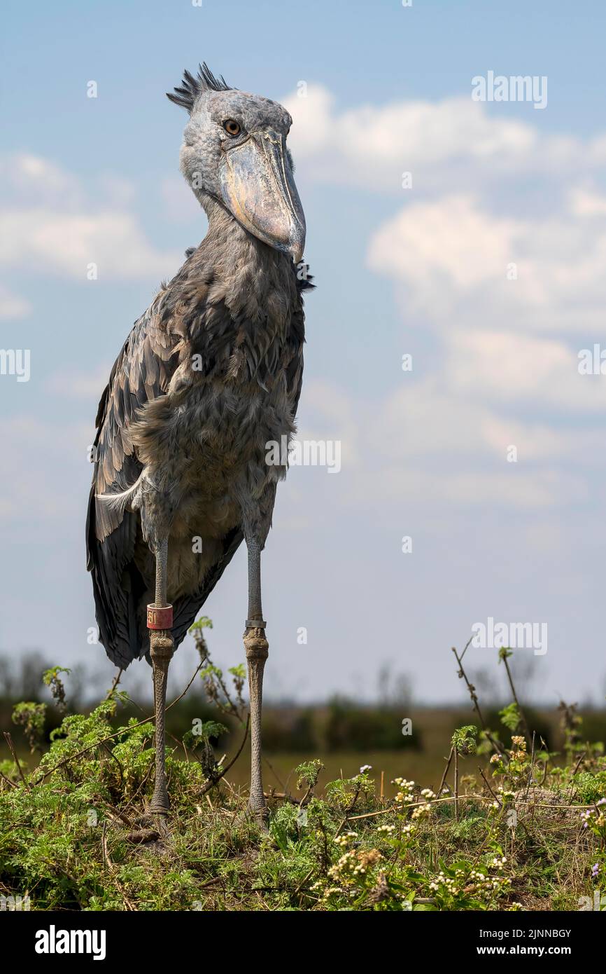 Shoebill (Balaeniceps rex), also Abu Markub, Bangweulu Swamps, Zambia ...