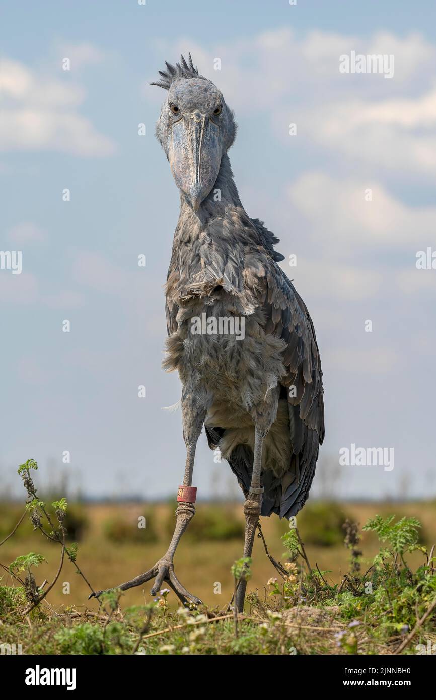 Shoebill (Balaeniceps rex), also Abu Markub, looking at the camera ...