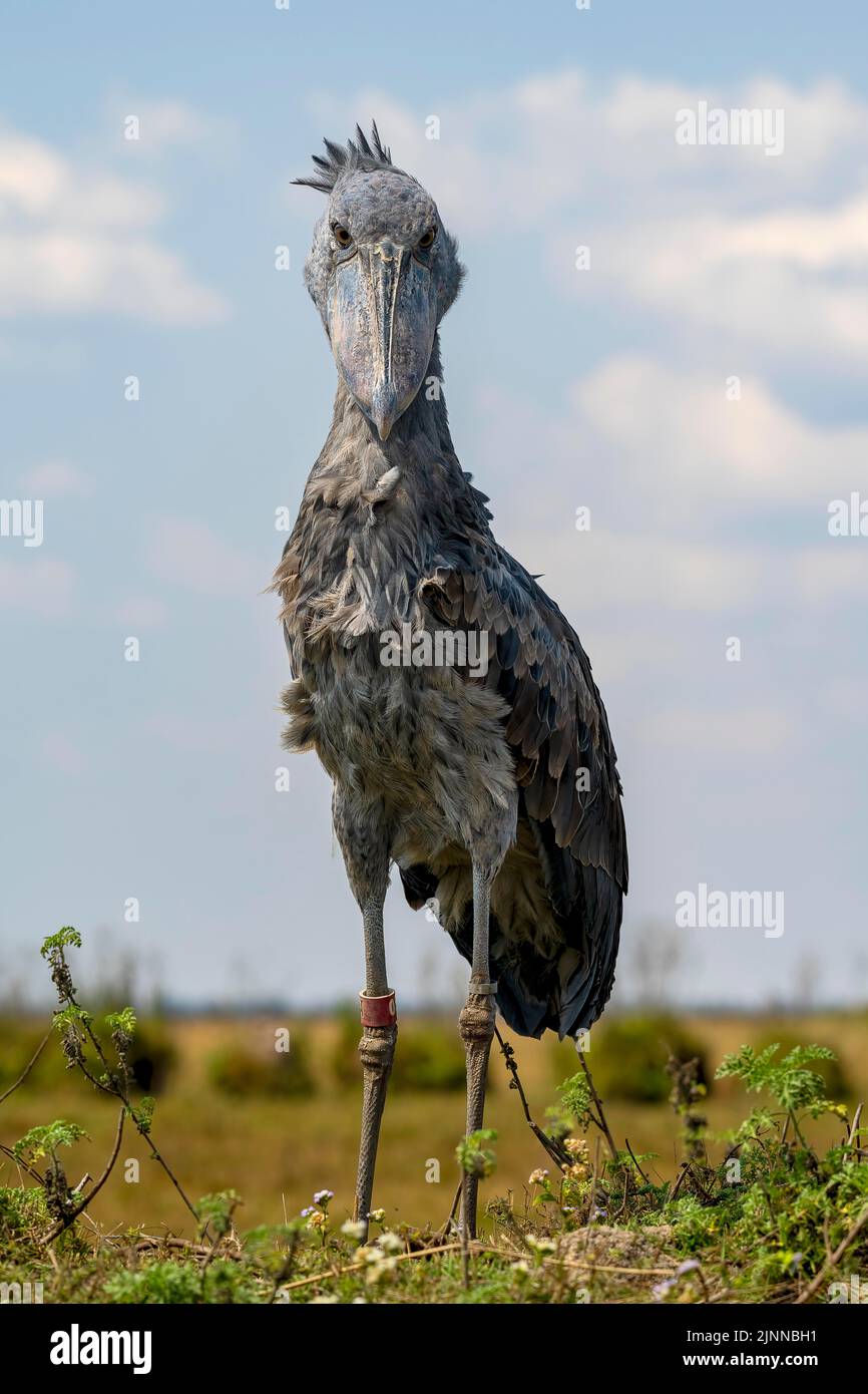 Shoebill (Balaeniceps rex), also Abu Markub, looking at the camera ...