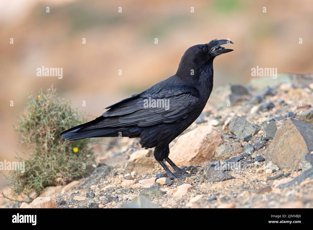 African raven hi-res stock photography and images - Alamy