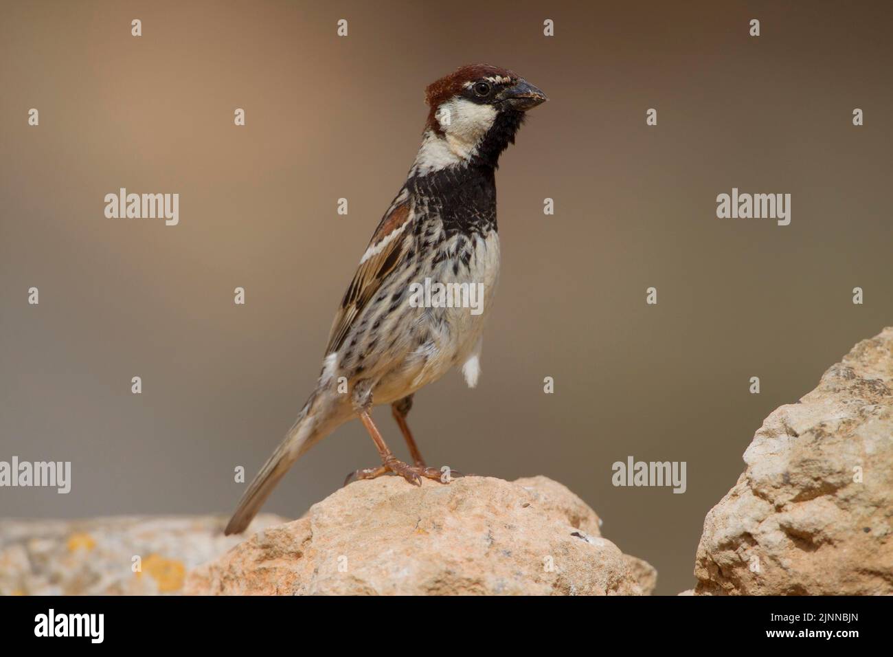 Spanish sparrow (Passer hispaniolensis) male, Fuerteventura, Spain ...
