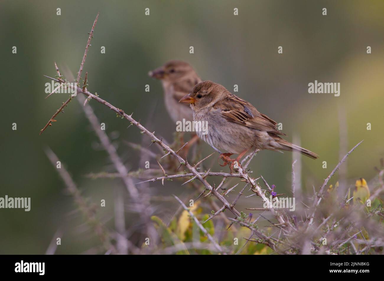 Spanish sparrow (Passer hispaniolensis) two females sitting on bush ...