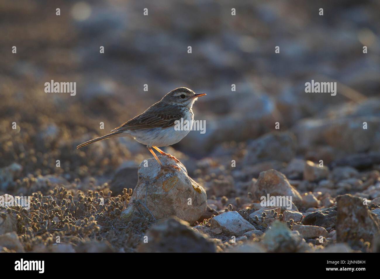Berthelot's pipit (Anthus berthelotii) on the ground of a semi-desert ...