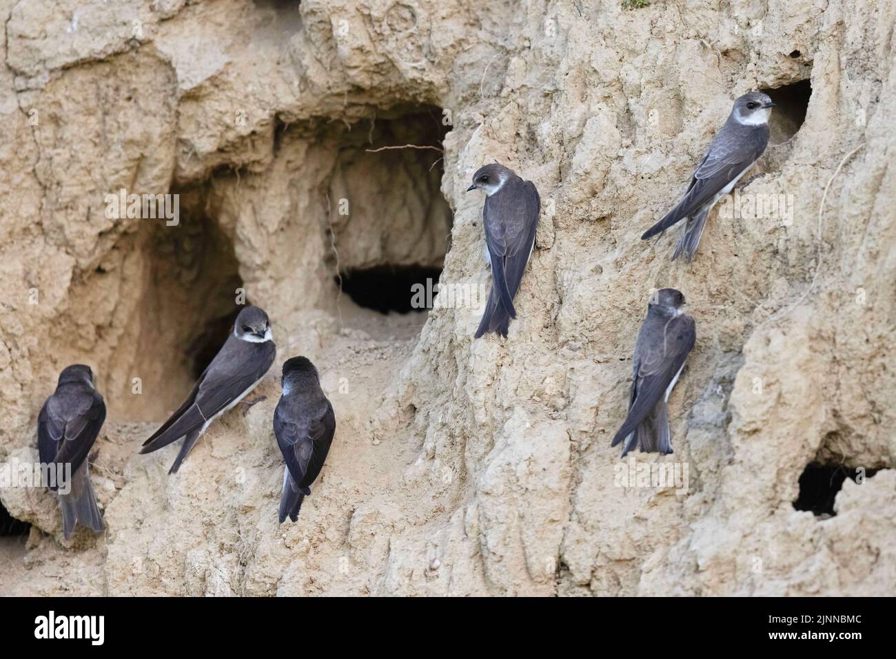 Sand martin (Riparia riparia) at burrows of a breeding colony, Danube ...