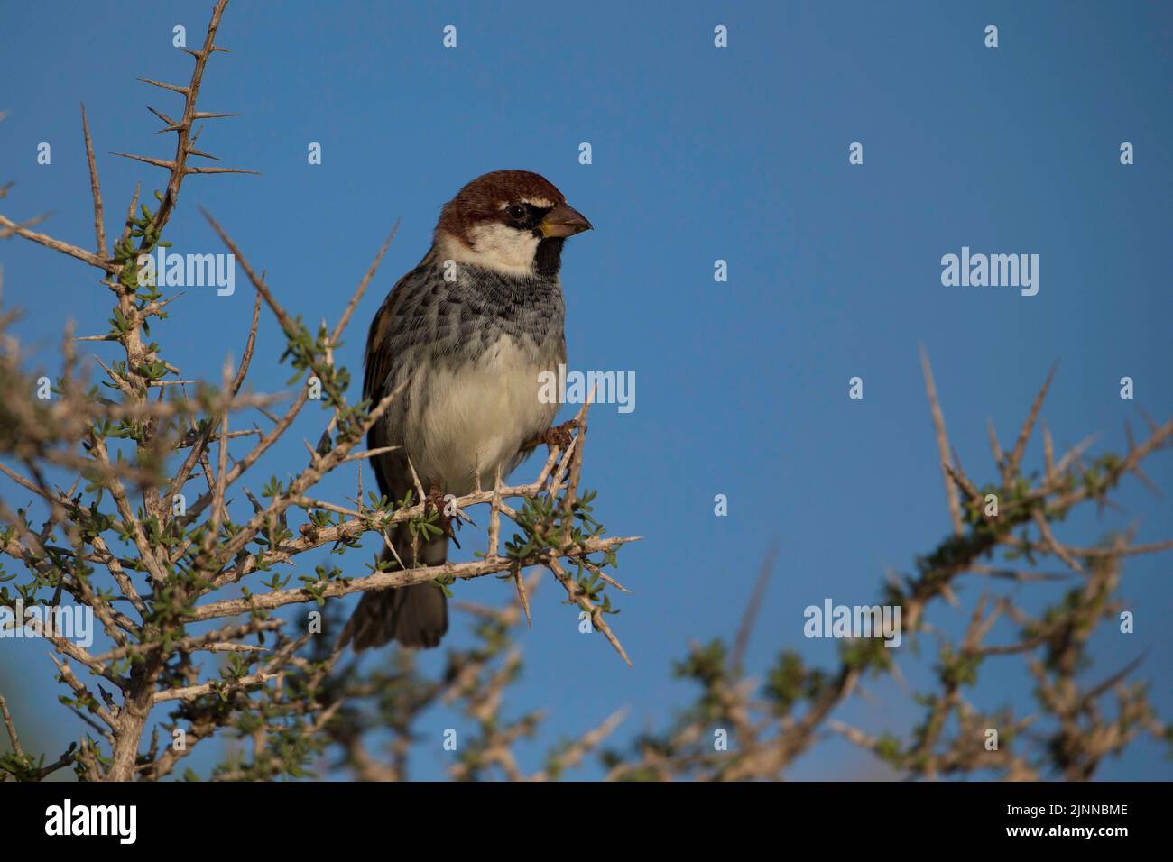 Spanish sparrow (Passer hispaniolensis) Male sitting on bush ...