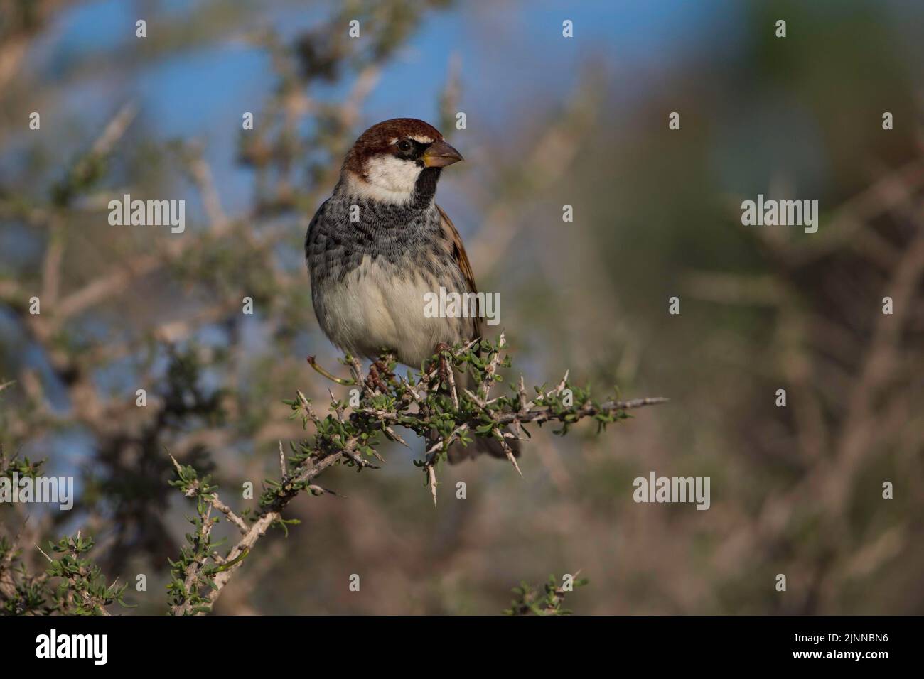 Spanish sparrow (Passer hispaniolensis) Male sitting on bush ...
