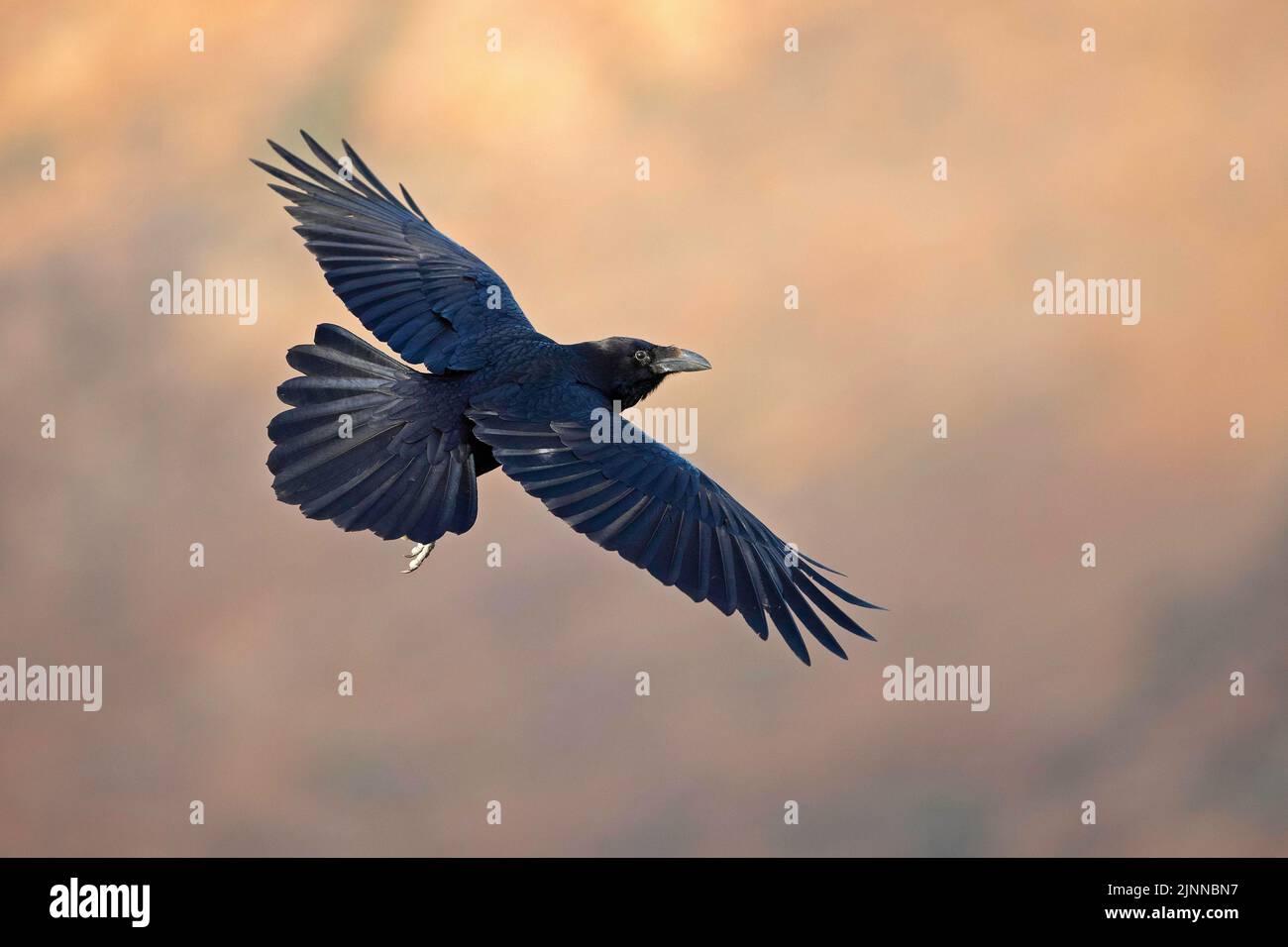 African northern raven (Corvus corax tingitanus) flying, Fuerteventura ...