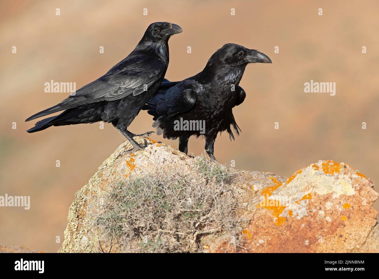 African northern raven (Corvus corax tingitanus), Fuerteventura, Spain ...