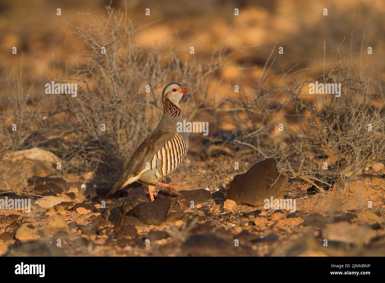 Barbary partridge fuerteventura hi-res stock photography and images - Alamy