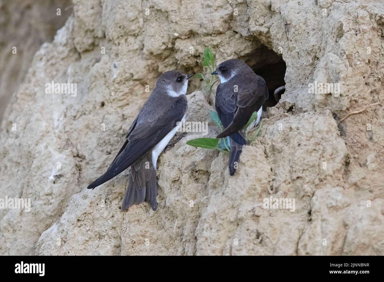 Sand martin (Riparia riparia), pair sitting at cave, Danube Delta ...