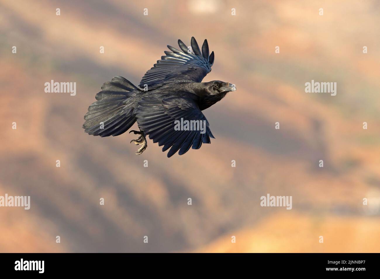 African northern raven (Corvus corax tingitanus) flying, Fuerteventura ...