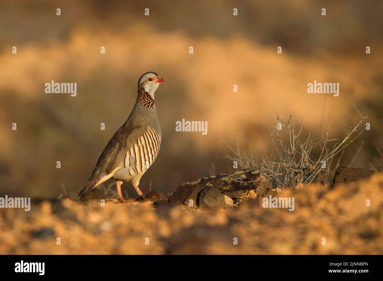 Barbary partridge (Alectoris barbara), on the ground of a semi-desert ...
