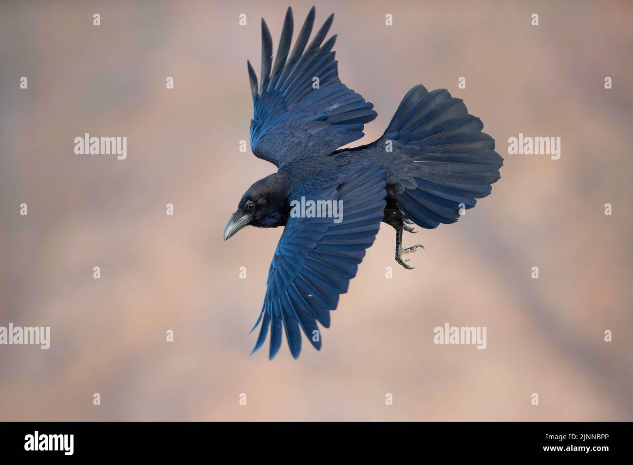 African northern raven (Corvus corax tingitanus) flying, Fuerteventura ...