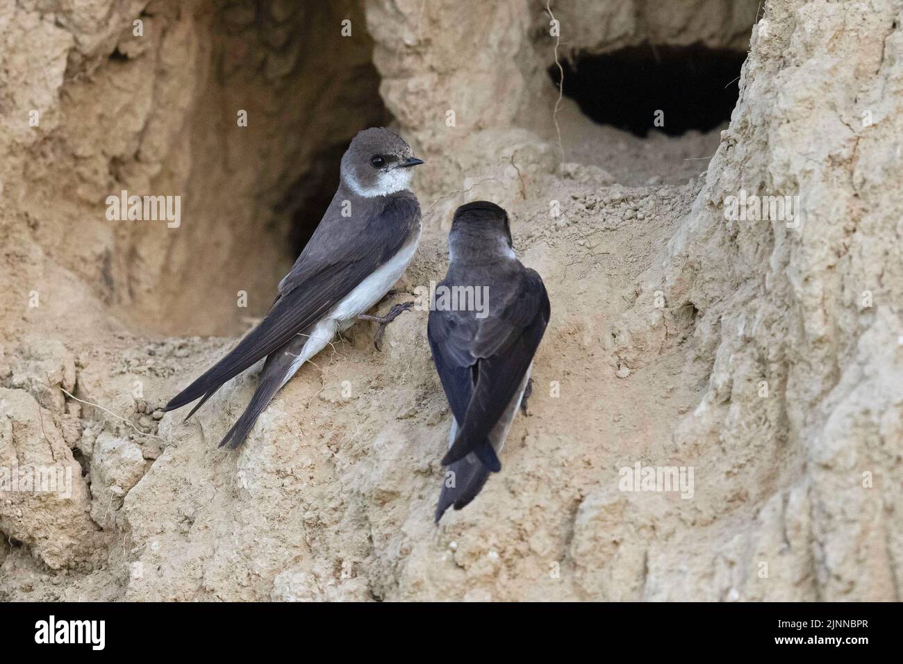 Sand martin (Riparia riparia), pair sitting at cave, Danube Delta ...