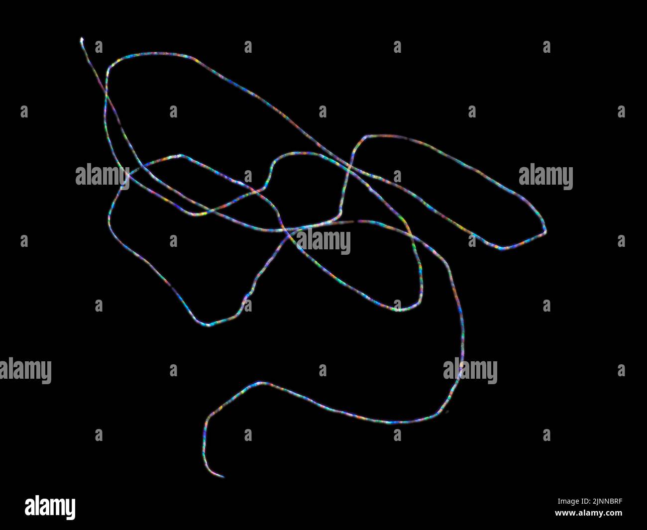 Coloured twinkling of the star Sirius, Alpha Canis Majoris, in meanders ...