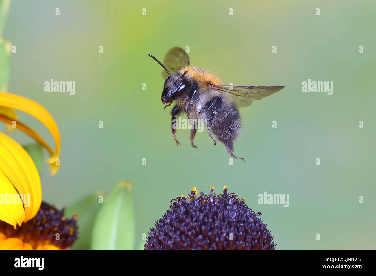 Common carder-bee (Bombus pascuorum), flying over coneflower (Echinacea ...