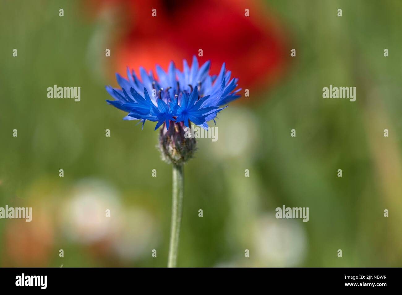 Flower of a cornflower (Centaurea cyanus), Bavaria, Germany Stock Photo ...