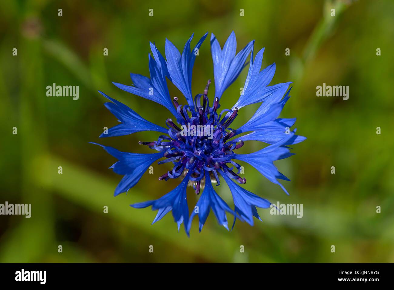 Flower of a cornflower (Centaurea cyanus), Close up, Bavaria, Germany ...