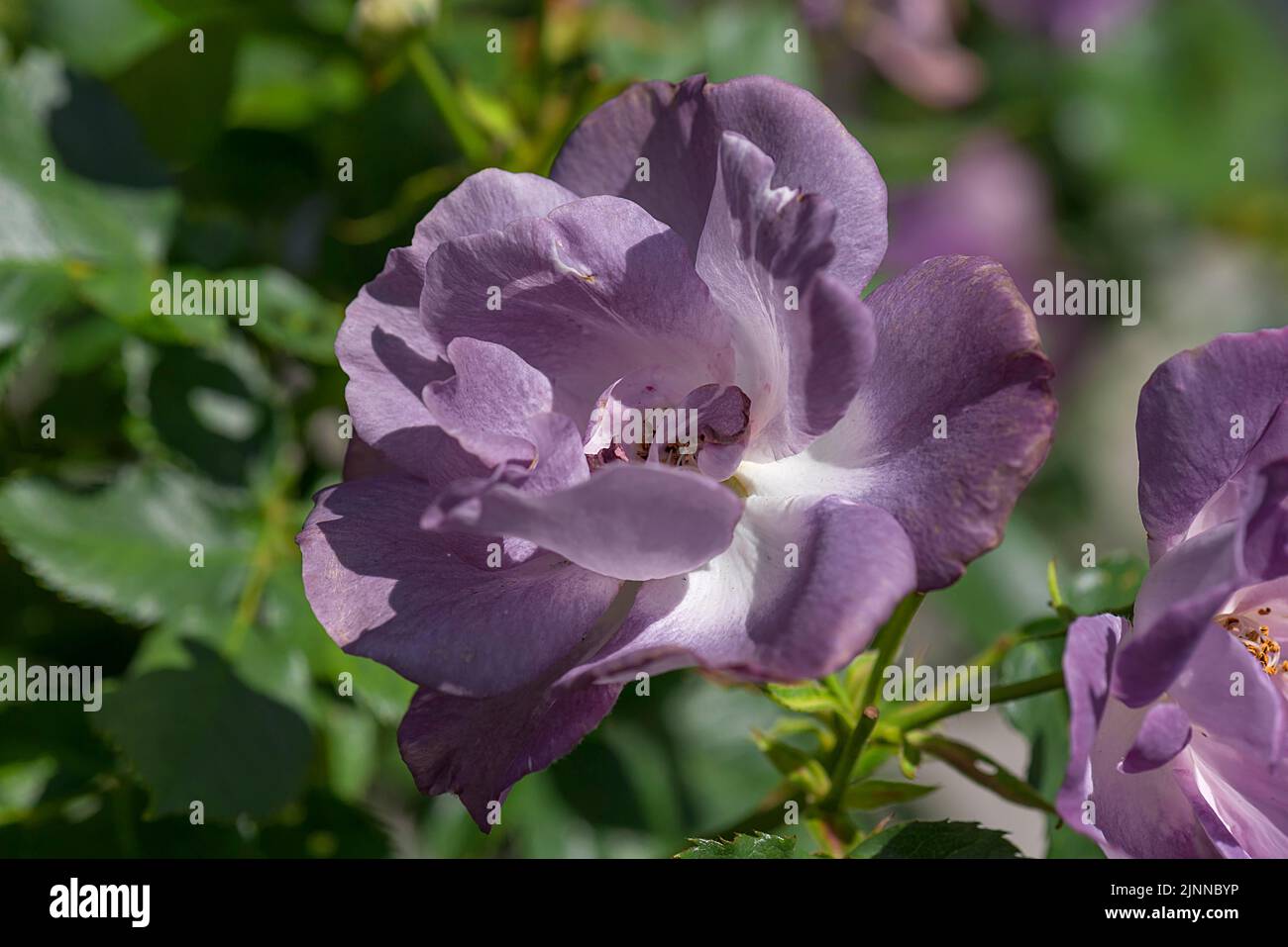 Shrub rose (Rosa), Bavaria, Germany Stock Photo - Alamy