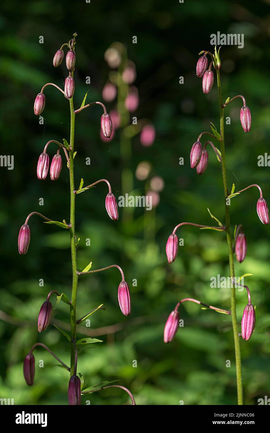 Budding of the martagon lily (Lilium martagon) Bavaria, Germany Stock ...