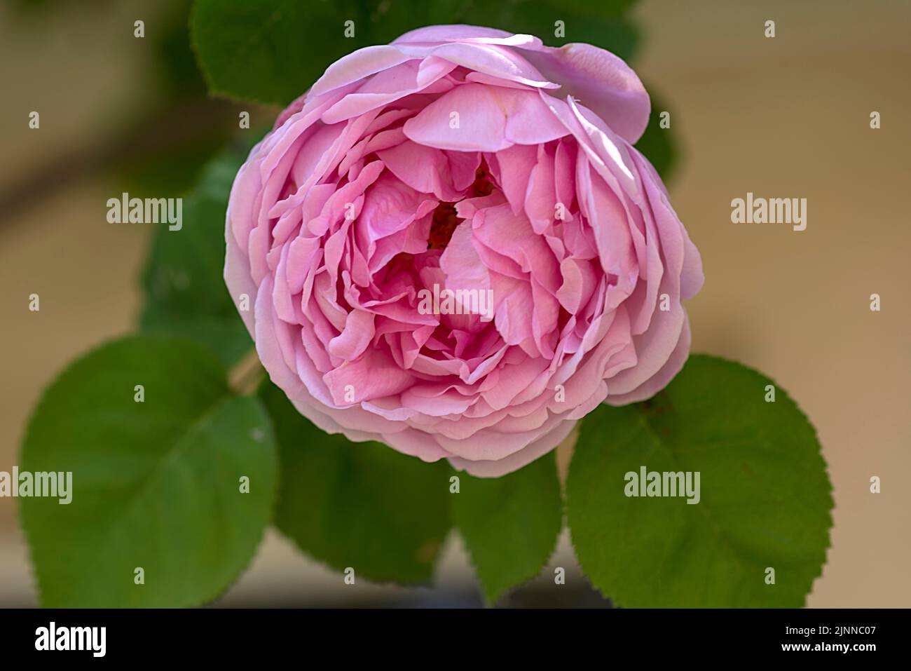 Shrub rose (Rosa), Bavaria, Germany Stock Photo - Alamy