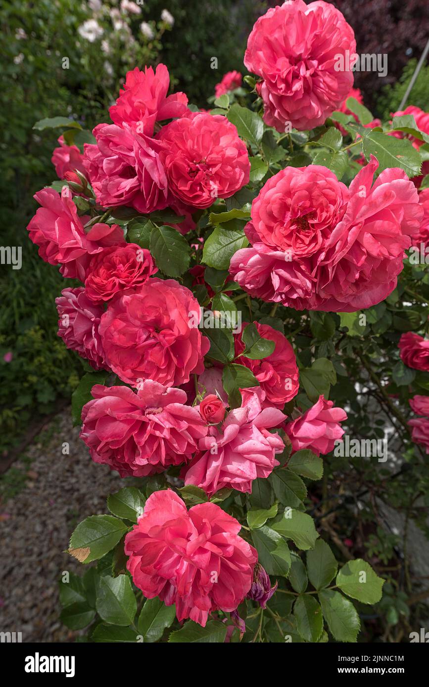 Flowering red shrub roses (Rosa), Bavaria, Germany Stock Photo - Alamy