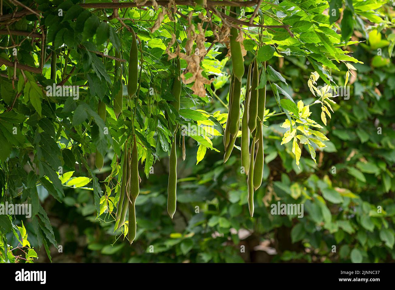 Seed pods of the wisterias (Wisteria), Bavaria, Germany Stock Photo - Alamy