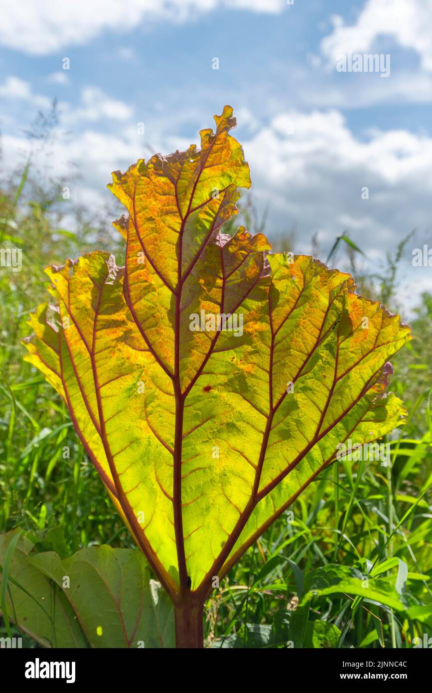 Structure of the rahmbarber leaf, visible against the light, Bavaria ...