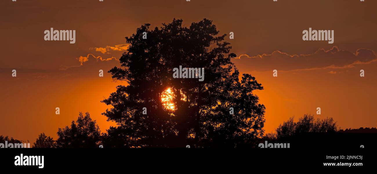 Setting sun behind an european ash (Fraxinus excelsior), Bavaria ...