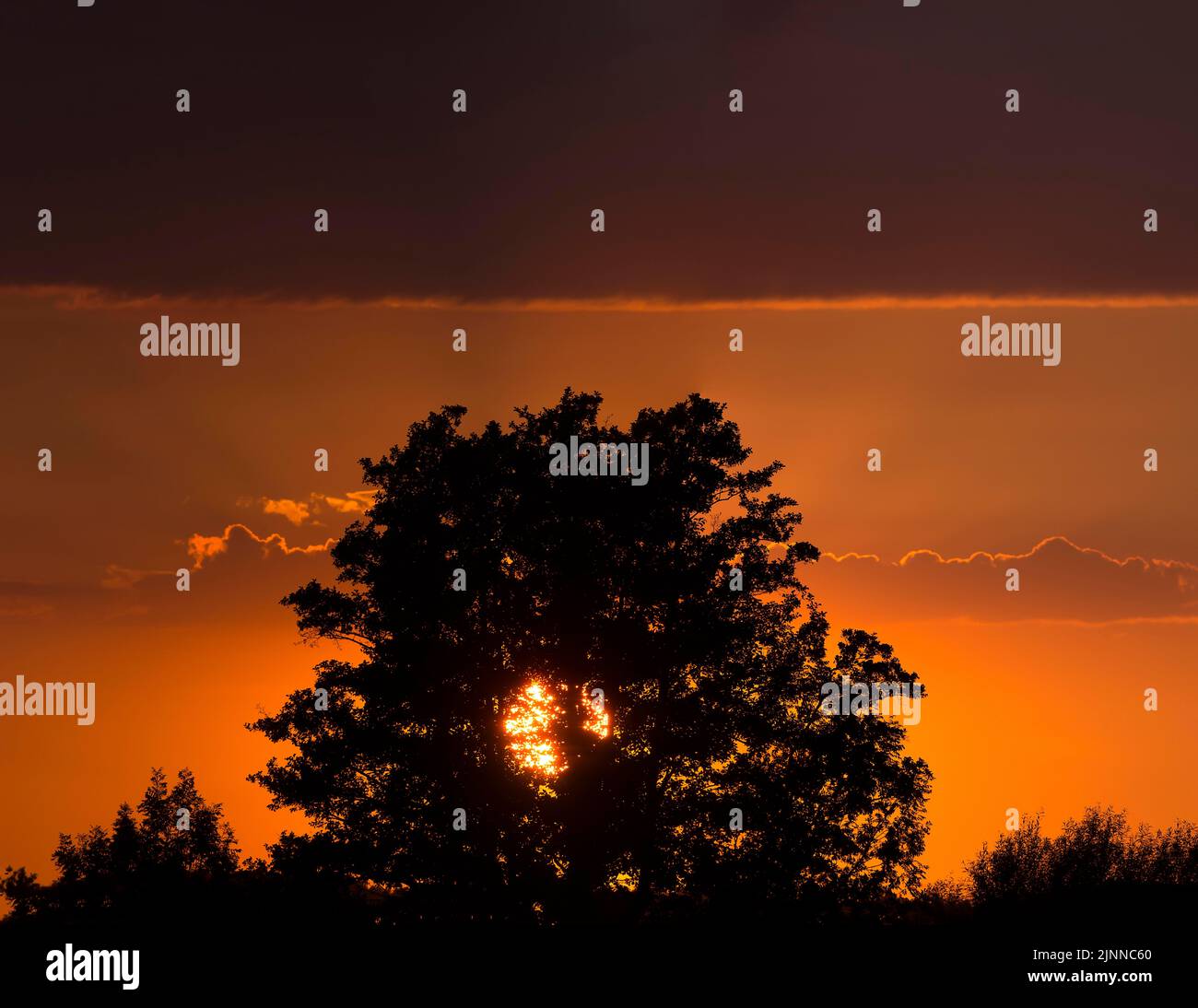 Setting sun behind an european ash (Fraxinus excelsior), Bavaria ...