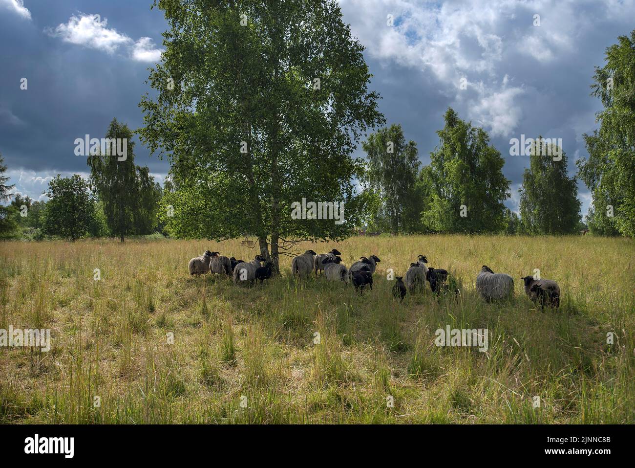 Moorland sheep looking for shade under trees on a nature reserve ...