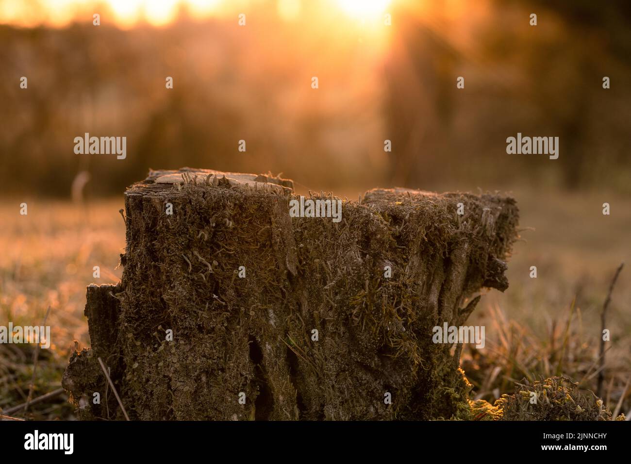 Tree stump in the sunset in the Black Forest, Germany Stock Photo - Alamy
