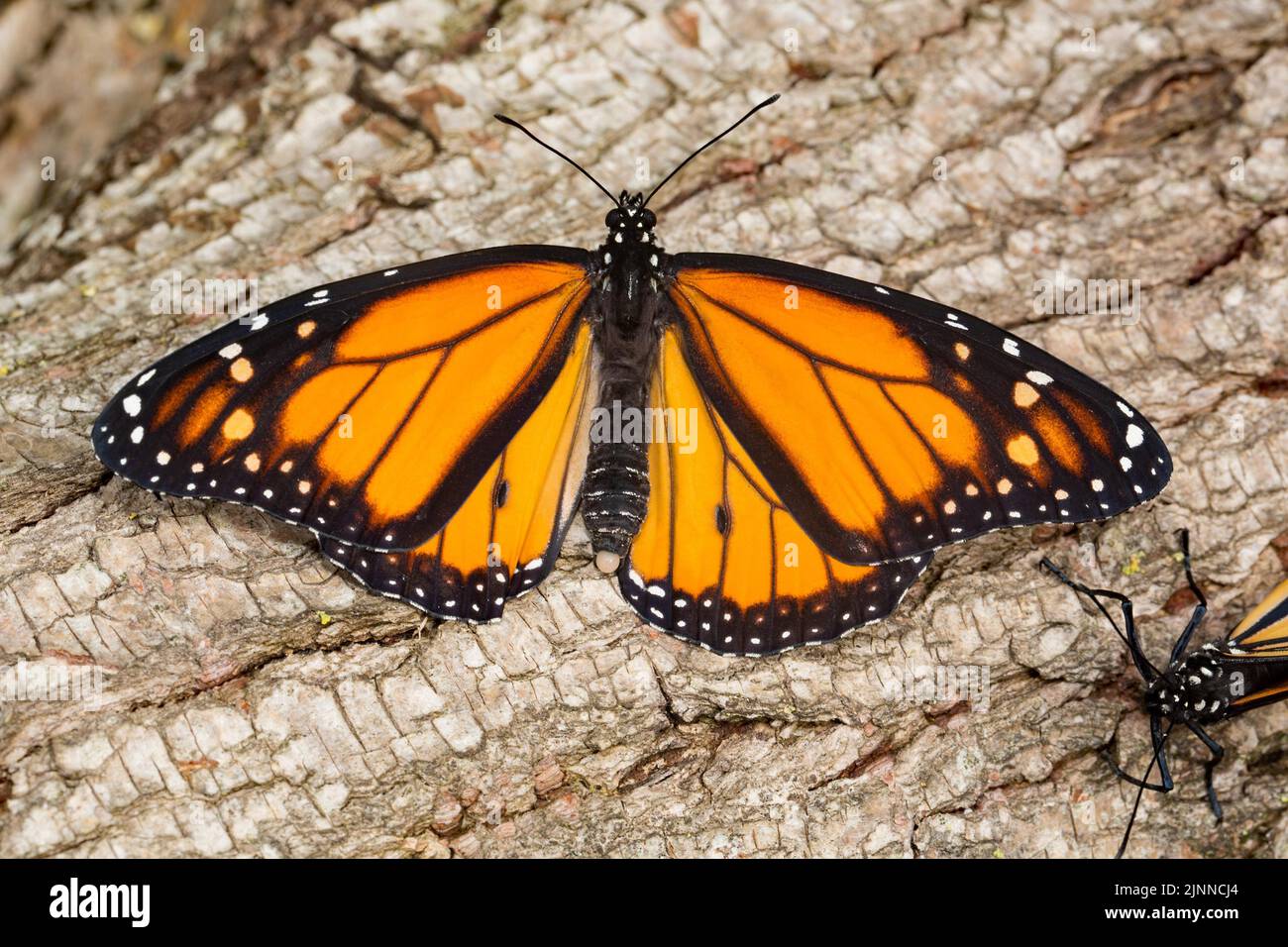 Monarch butterfly on tree trunk hi-res stock photography and images - Alamy
