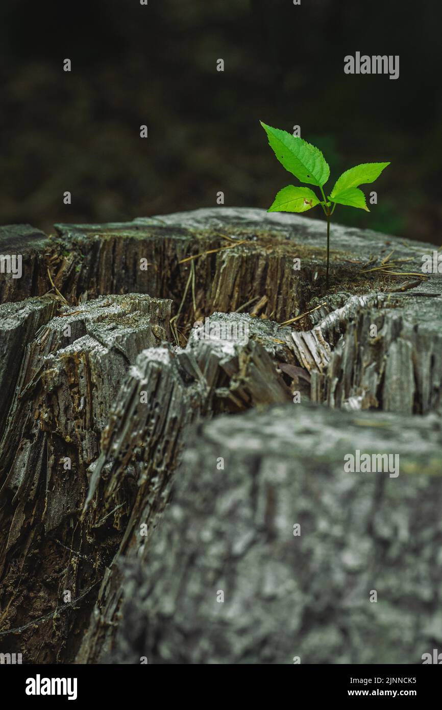 Birth of a new tree in a stump, Black Forest, Unterhaugstett, Germany ...