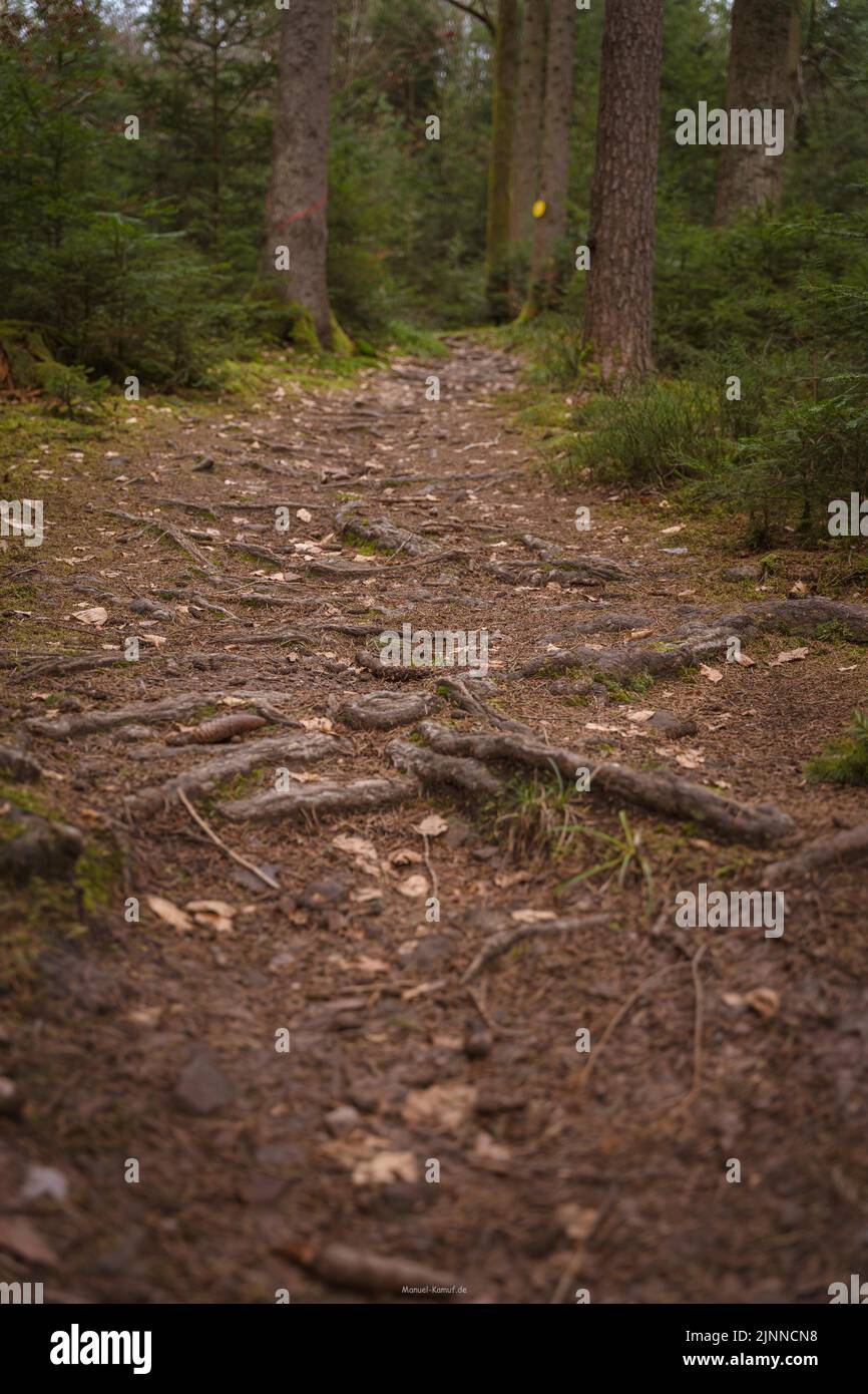 Rooted forest floor in the Black Forest, Unterhaugstett, Germany Stock ...