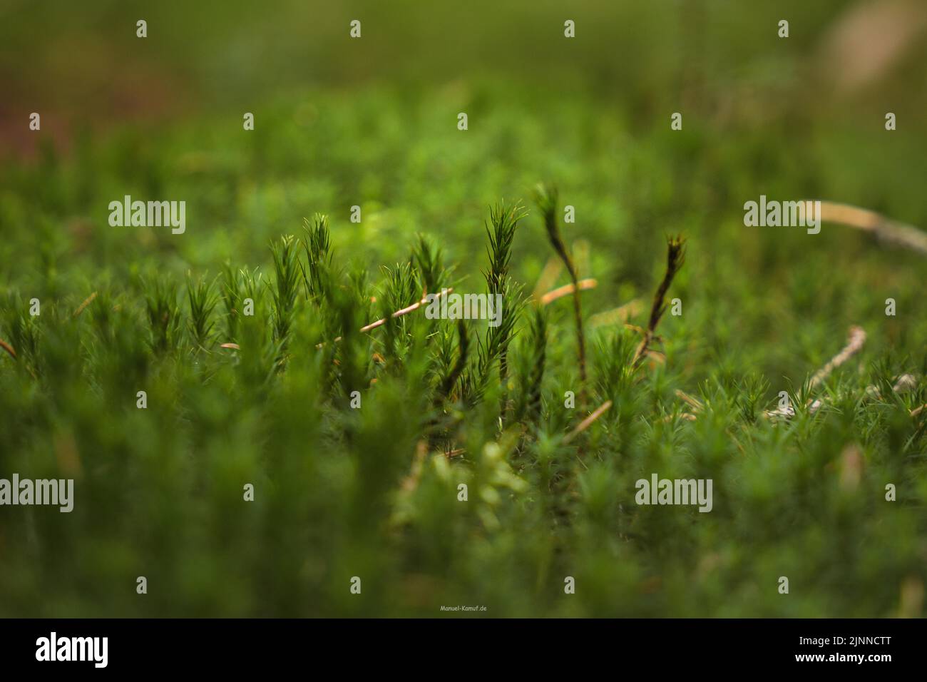 Moss macro photography hi-res stock photography and images - Alamy
