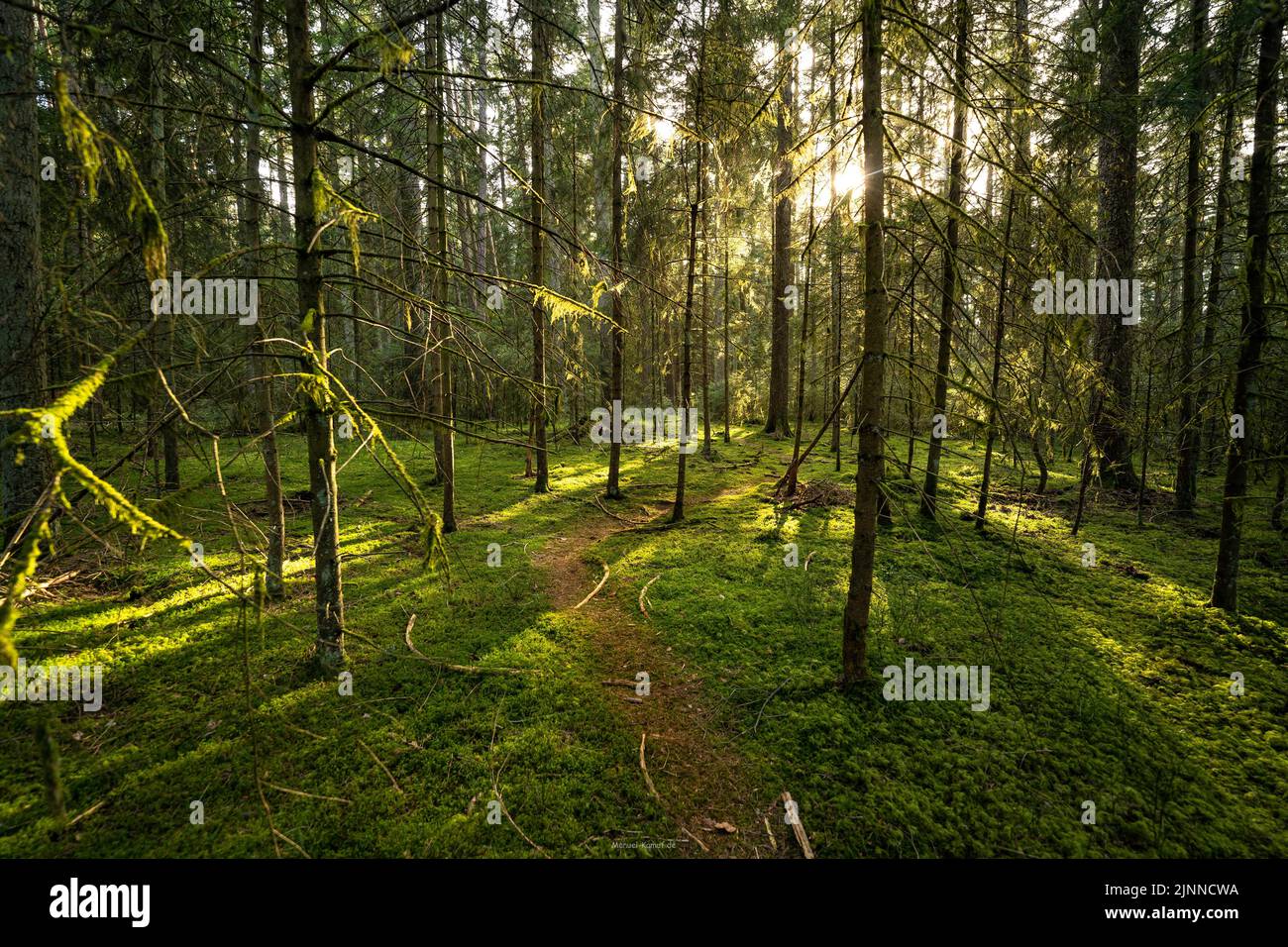 Small path winds through the depths of the Black Forest, Black Forest ...